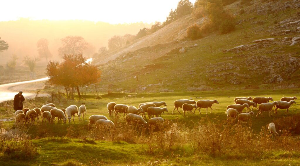 Straying Sheep, Saving Shepherd - Desert Hills Bible Church